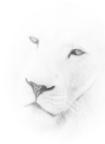 MoreMonee Online Banking